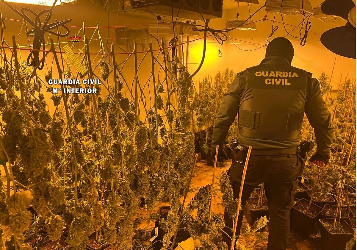 Siete detenidos tras desmantelar una plantación de marihuana indoor en un sótano en Cártama ...